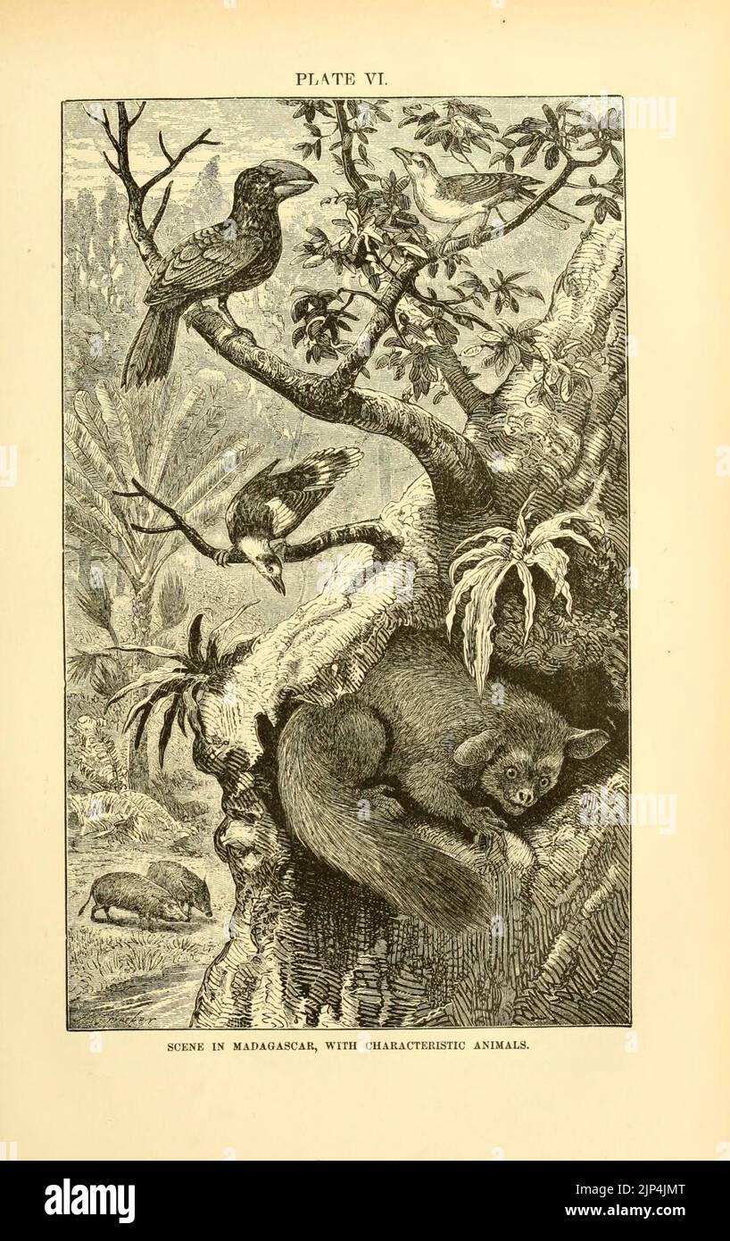 The geographical distribution of animals Stock Photo - Alamy