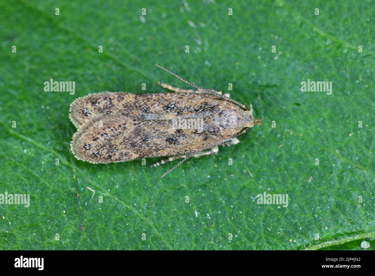 A tiny moth from the family Gelechiidae commonly referred to as twirler ...
