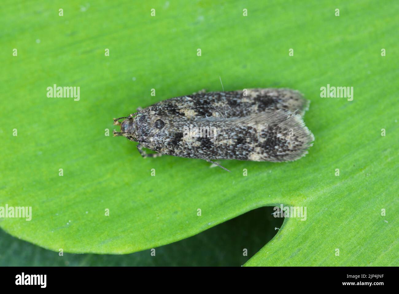 A tiny moth from the family Gelechiidae commonly referred to as twirler ...