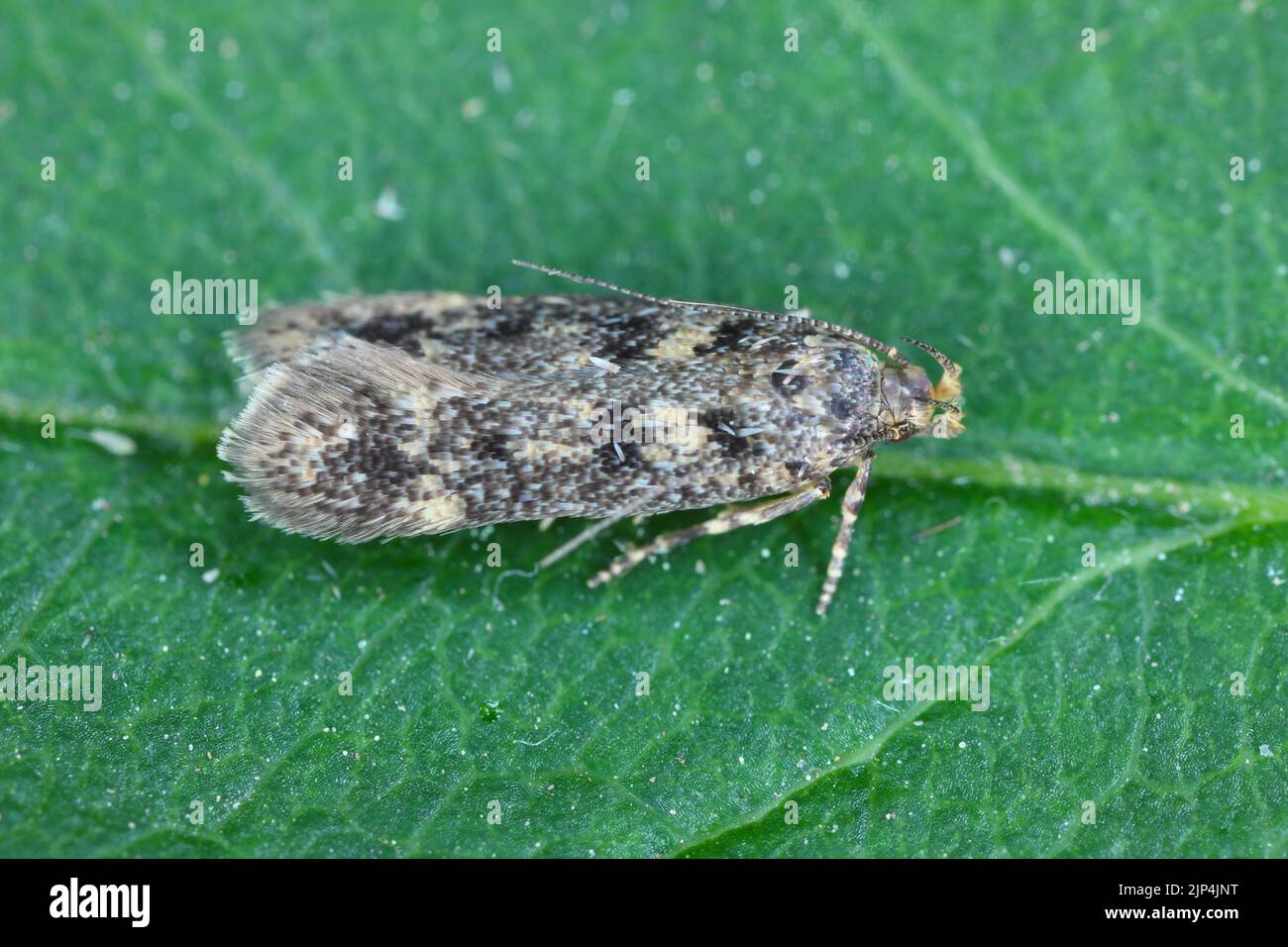 A tiny moth from the family Gelechiidae commonly referred to as twirler ...
