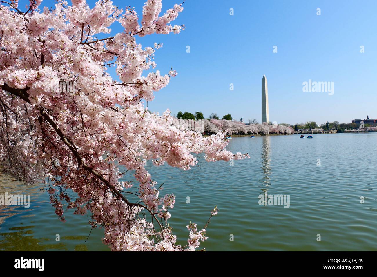 The famous Washington Monument behind the Potomac River with cherry ...