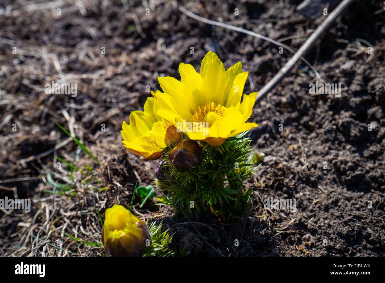 Bright yellow flowers of Far East Amur adonis or Adonis ramosa in early ...