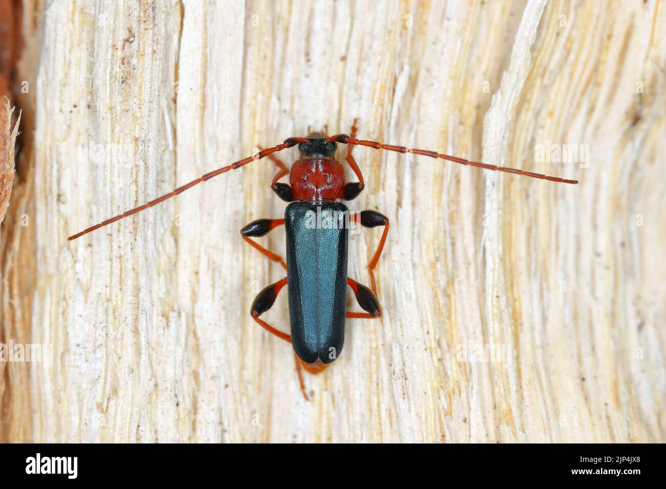 Tanbark Borer - Violet Tanbark Beetle (Phymatodes testaceus) - violet ...