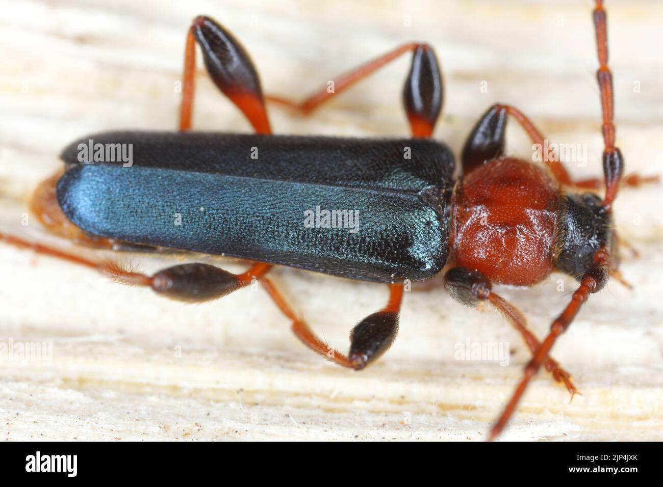 Tanbark Borer - Violet Tanbark Beetle (Phymatodes testaceus) - violet ...