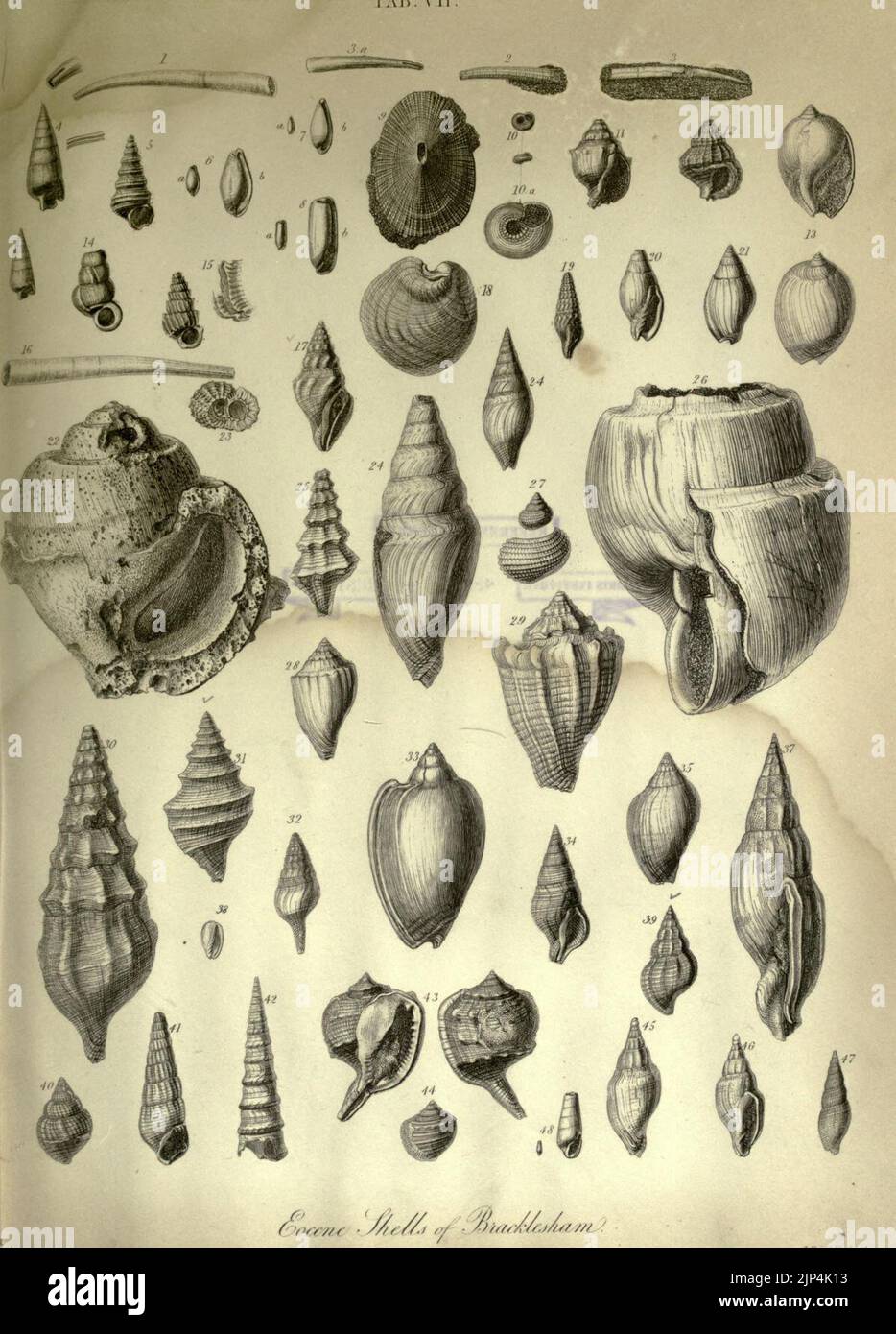 The geology and fossils of the Tertiary and Cretaceous formations of ...