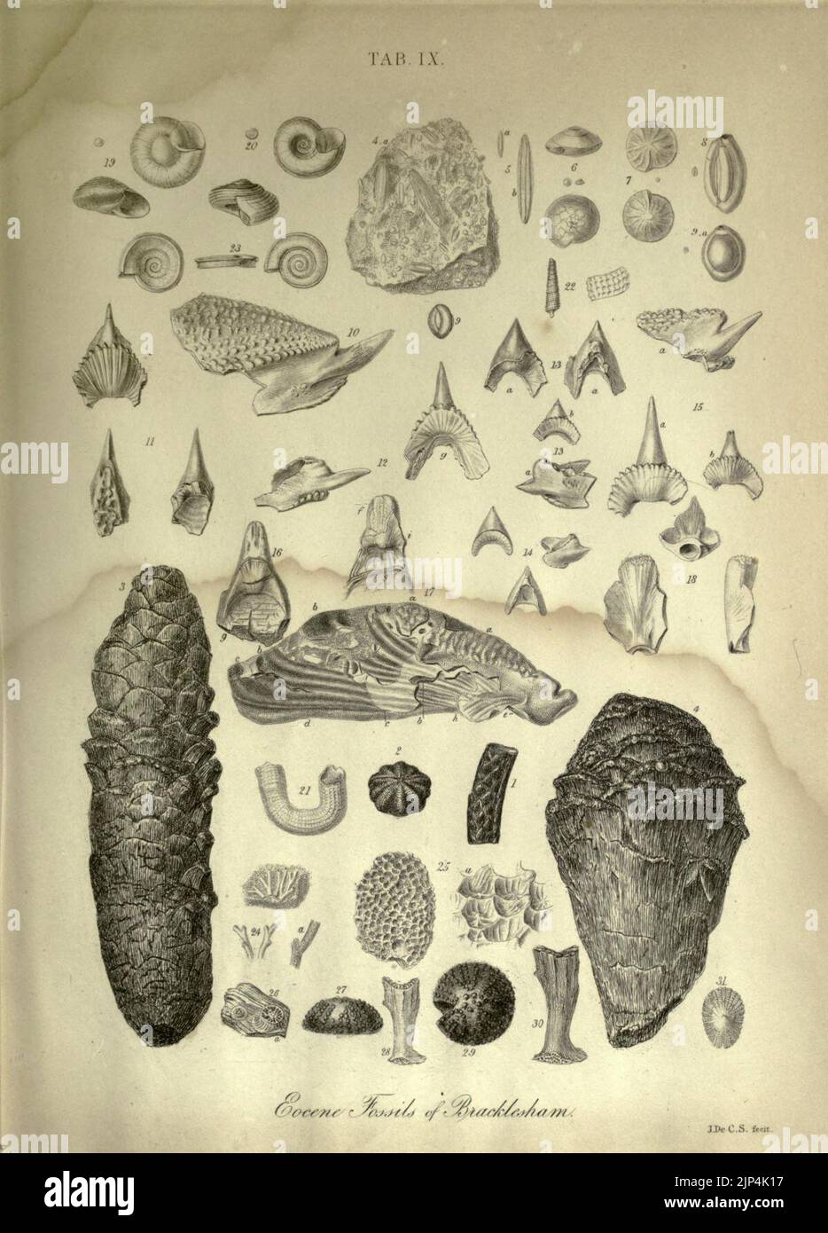The geology and fossils of the Tertiary and Cretaceous formations of ...