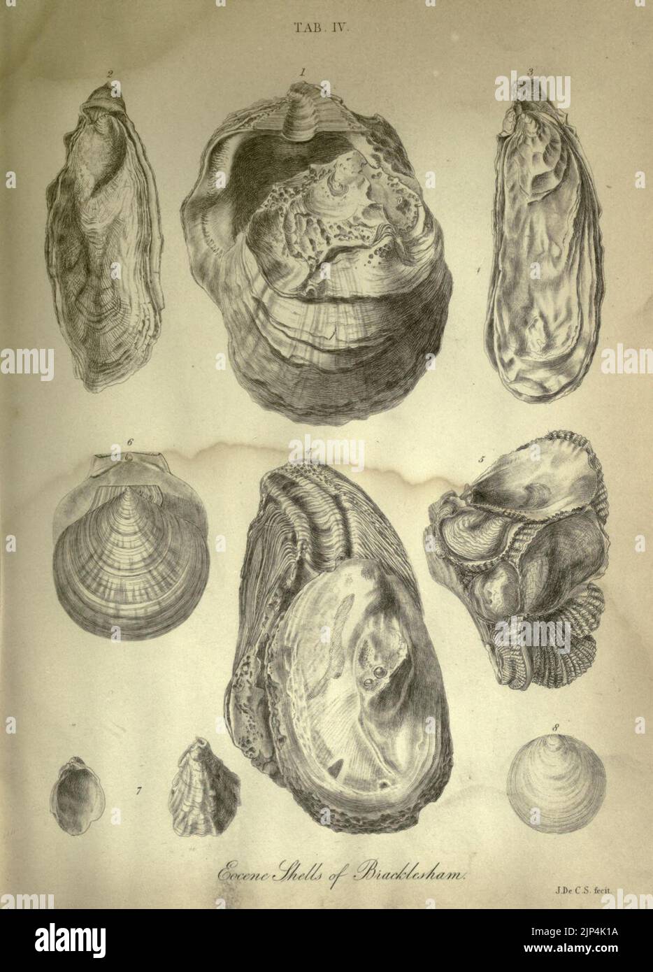 The geology and fossils of the Tertiary and Cretaceous formations of ...