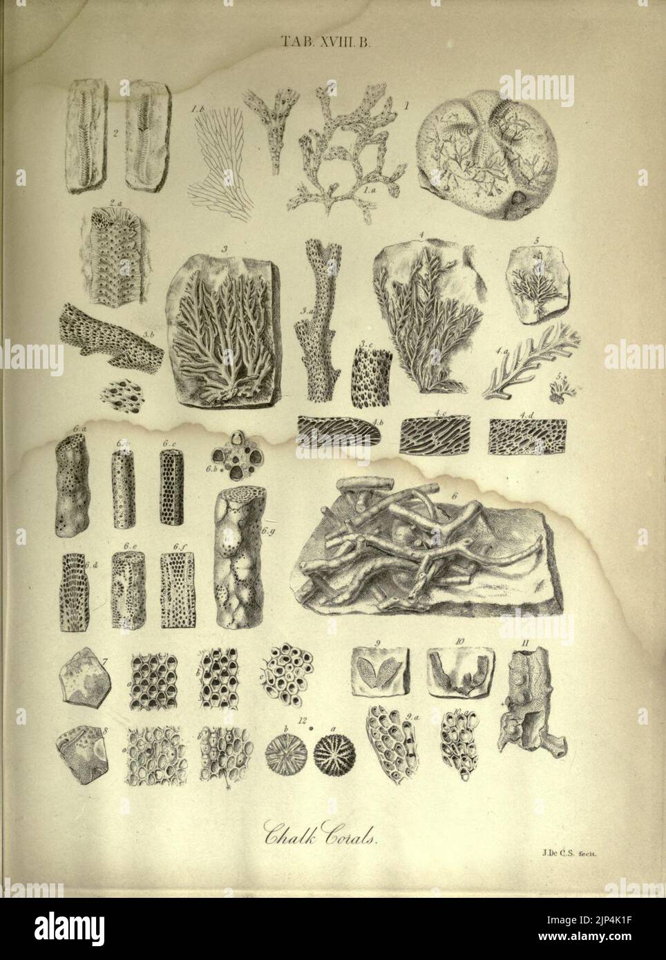 The geology and fossils of the Tertiary and Cretaceous formations of ...