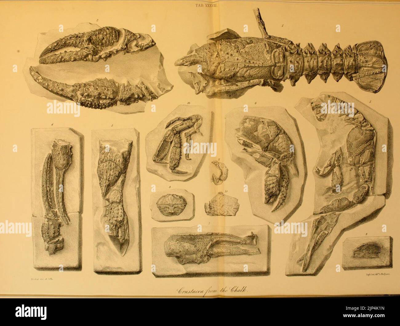 The geology and fossils of the Tertiary and Cretaceous formations of ...