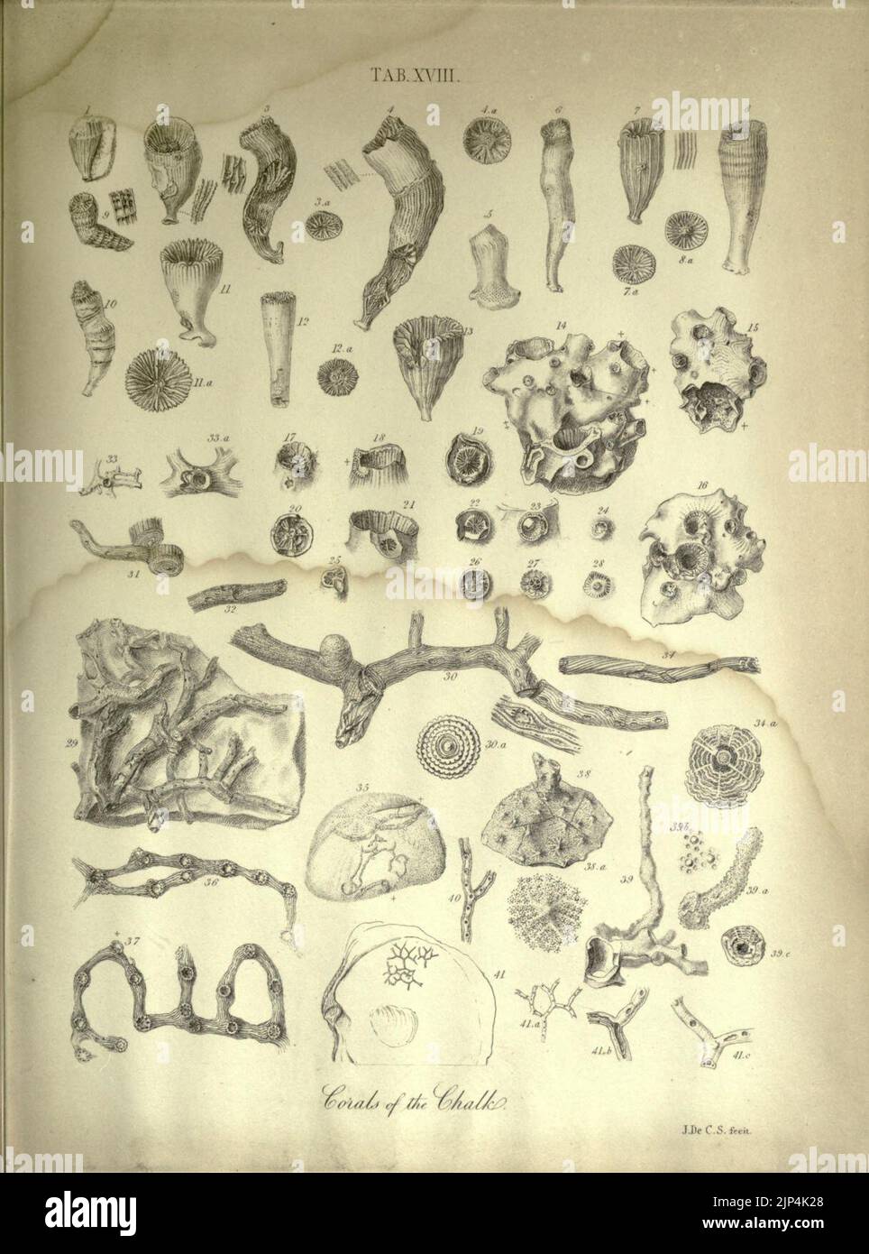 The geology and fossils of the Tertiary and Cretaceous formations of ...