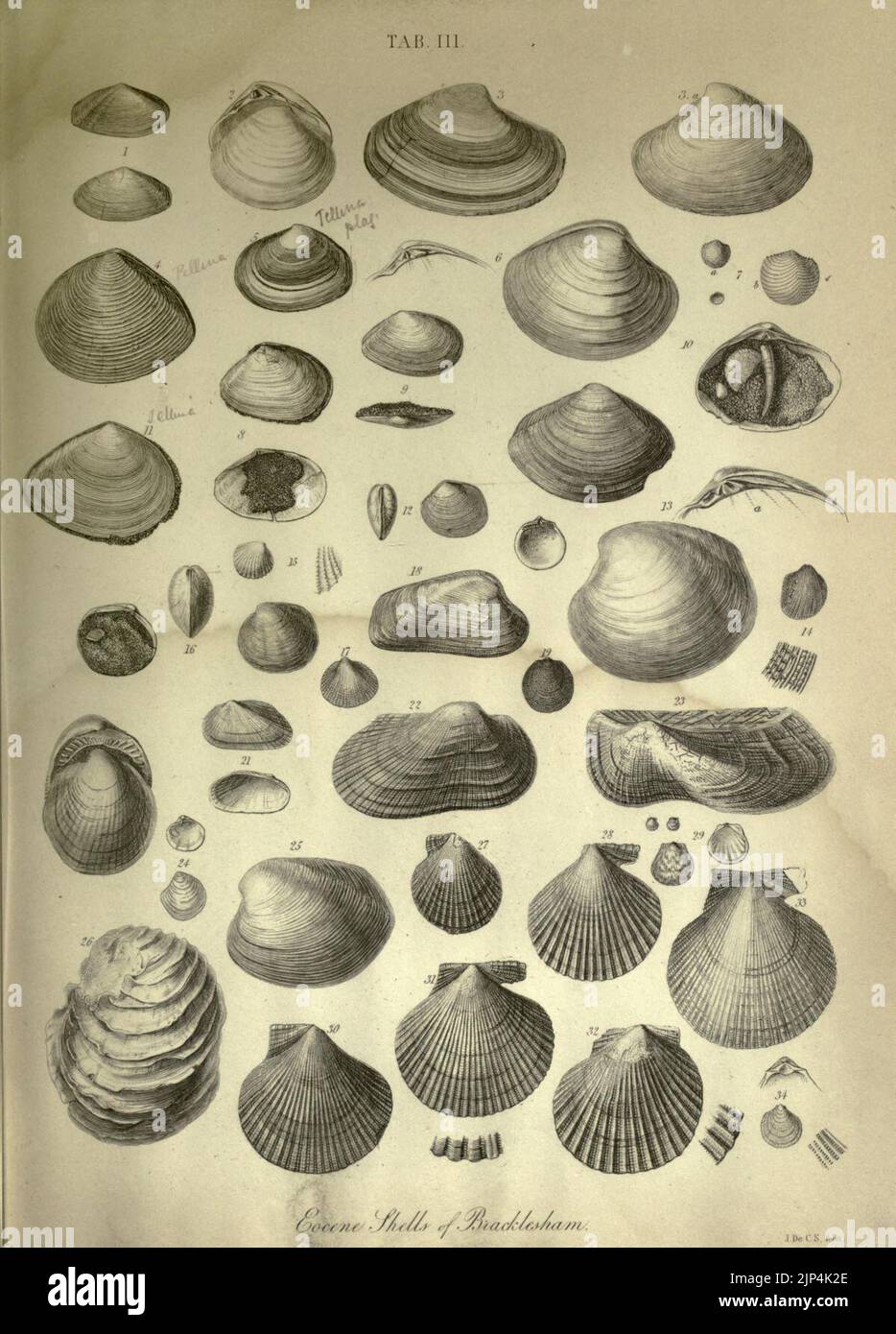The geology and fossils of the Tertiary and Cretaceous formations of ...
