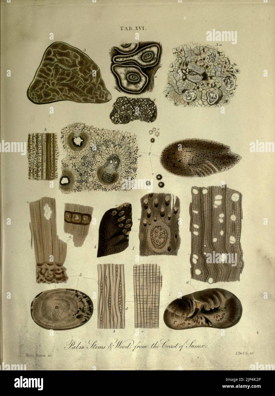 The geology and fossils of the Tertiary and Cretaceous formations of ...