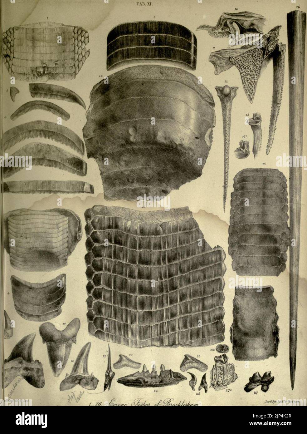 The geology and fossils of the Tertiary and Cretaceous formations of ...
