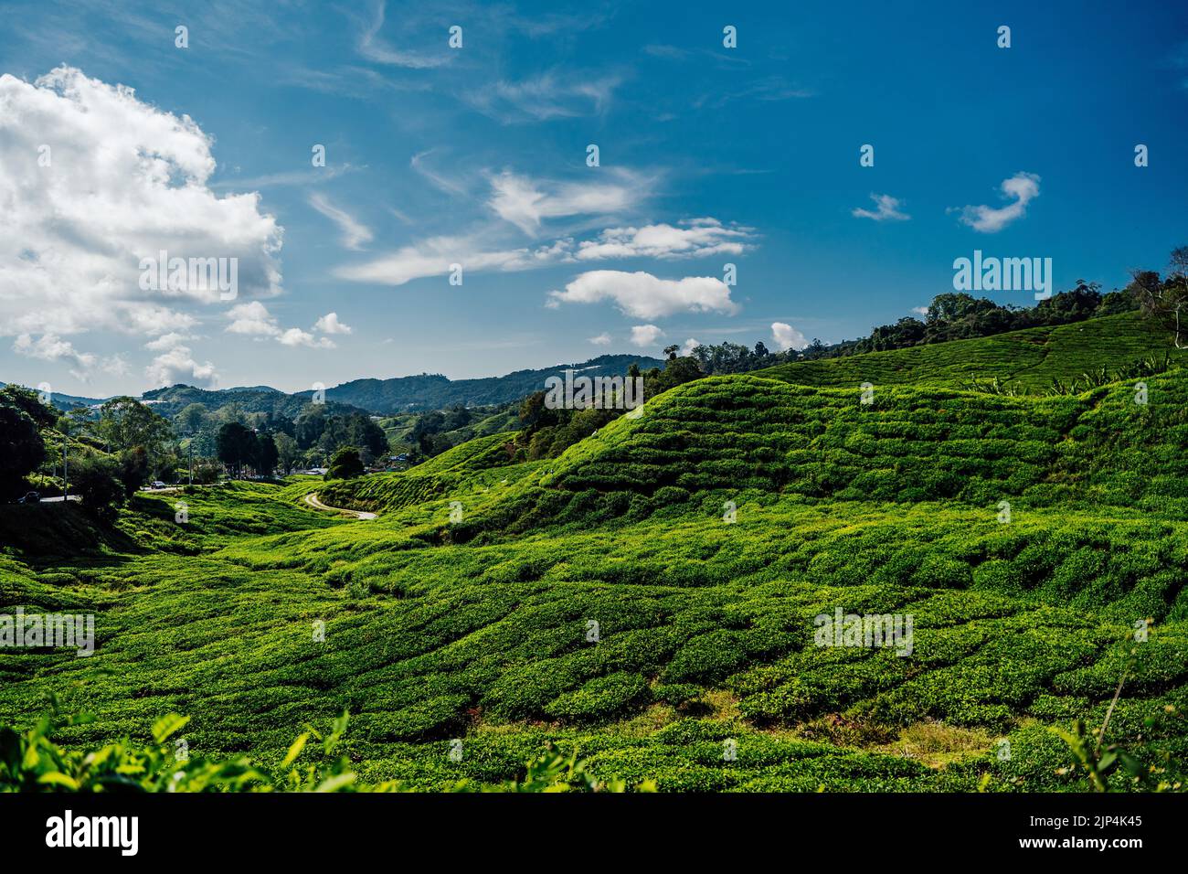Wonderful nature view Cameron Highlands landscape in Malaysia Stock ...
