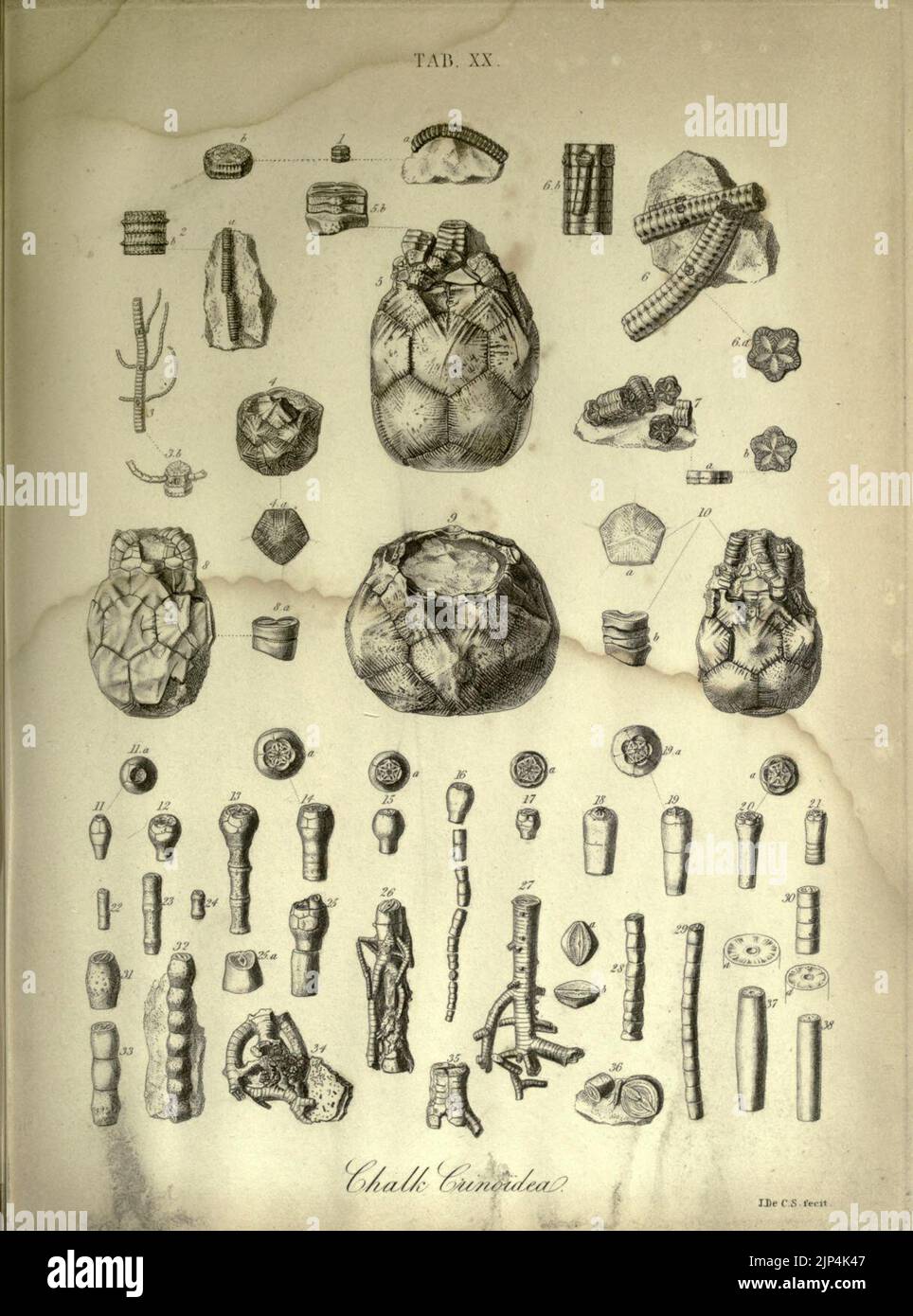 The geology and fossils of the Tertiary and Cretaceous formations of ...