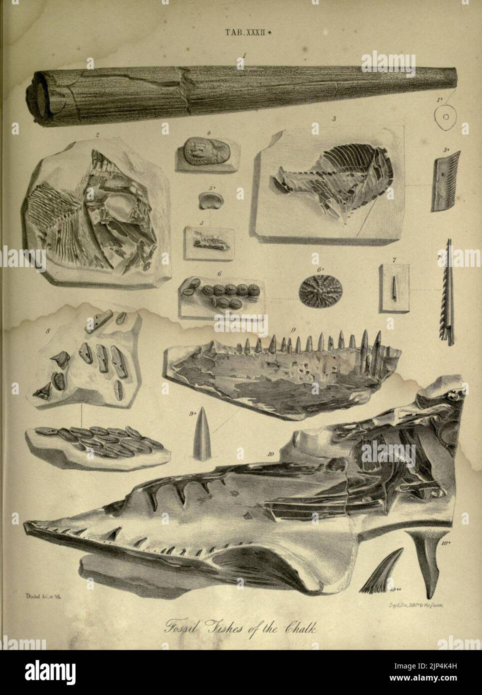 The geology and fossils of the Tertiary and Cretaceous formations of ...