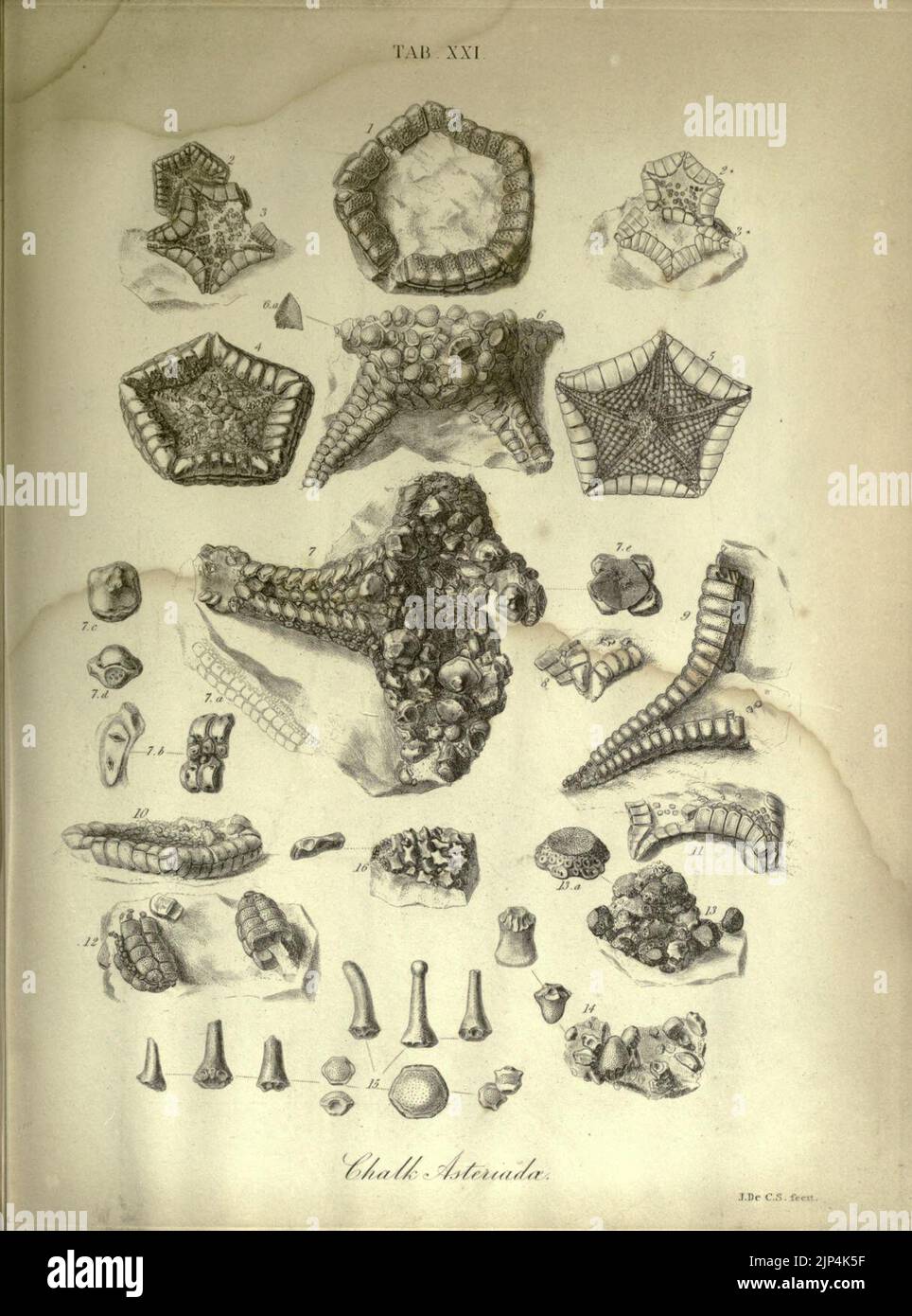 The geology and fossils of the Tertiary and Cretaceous formations of ...