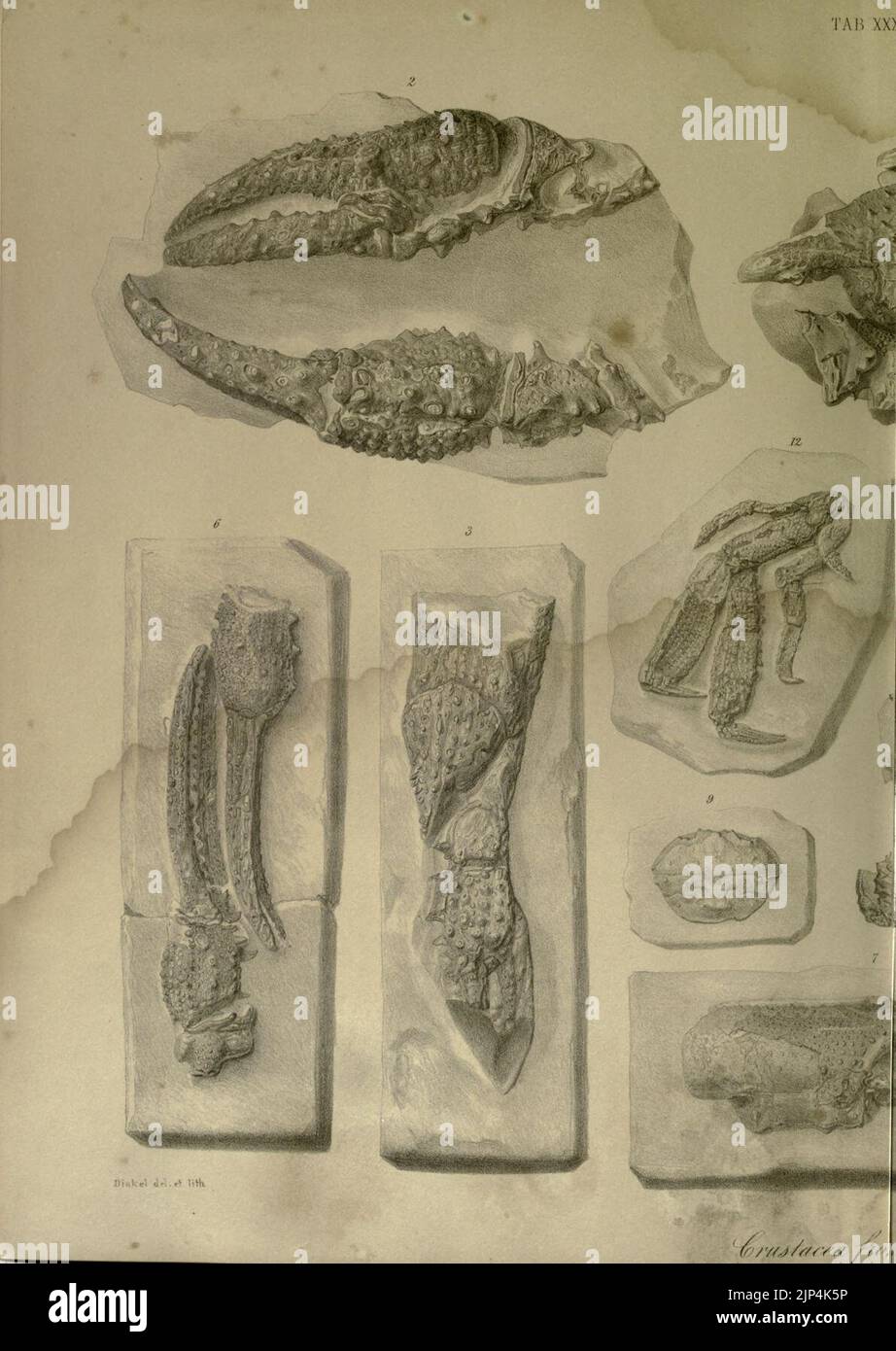The geology and fossils of the Tertiary and Cretaceous formations of ...