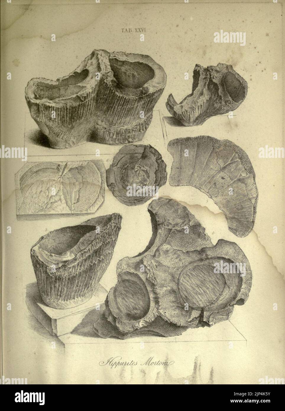 The geology and fossils of the Tertiary and Cretaceous formations of ...
