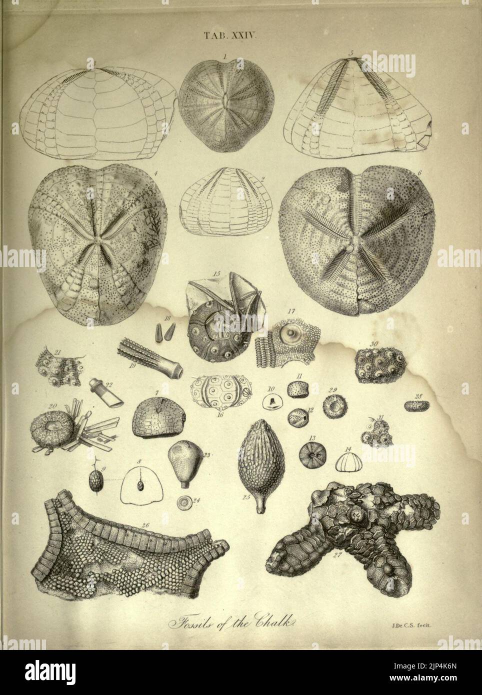 The geology and fossils of the Tertiary and Cretaceous formations of ...