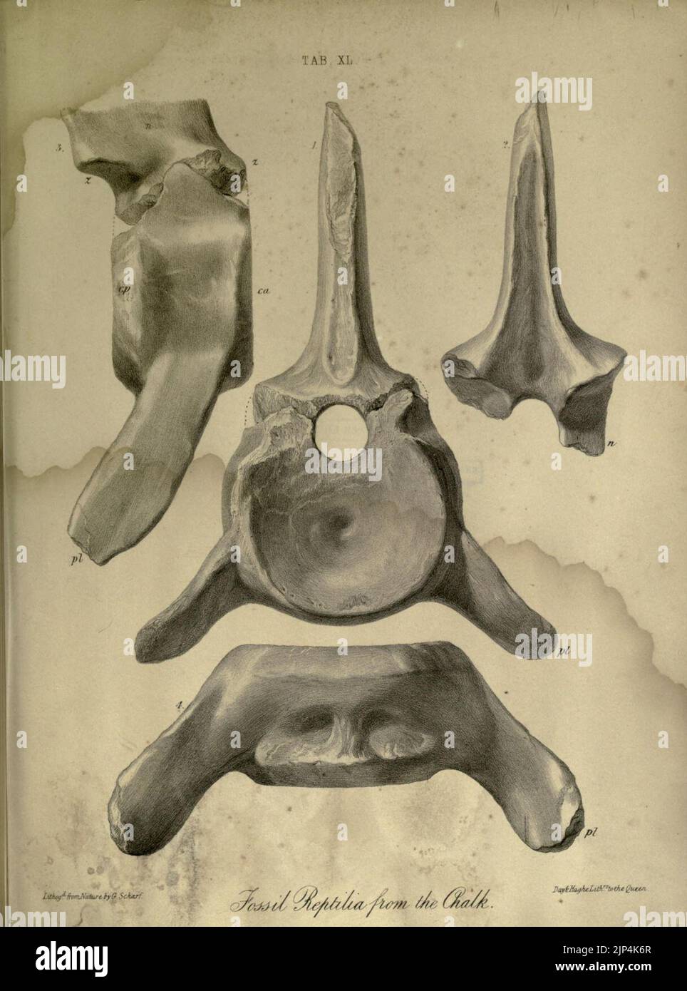 The geology and fossils of the Tertiary and Cretaceous formations of ...