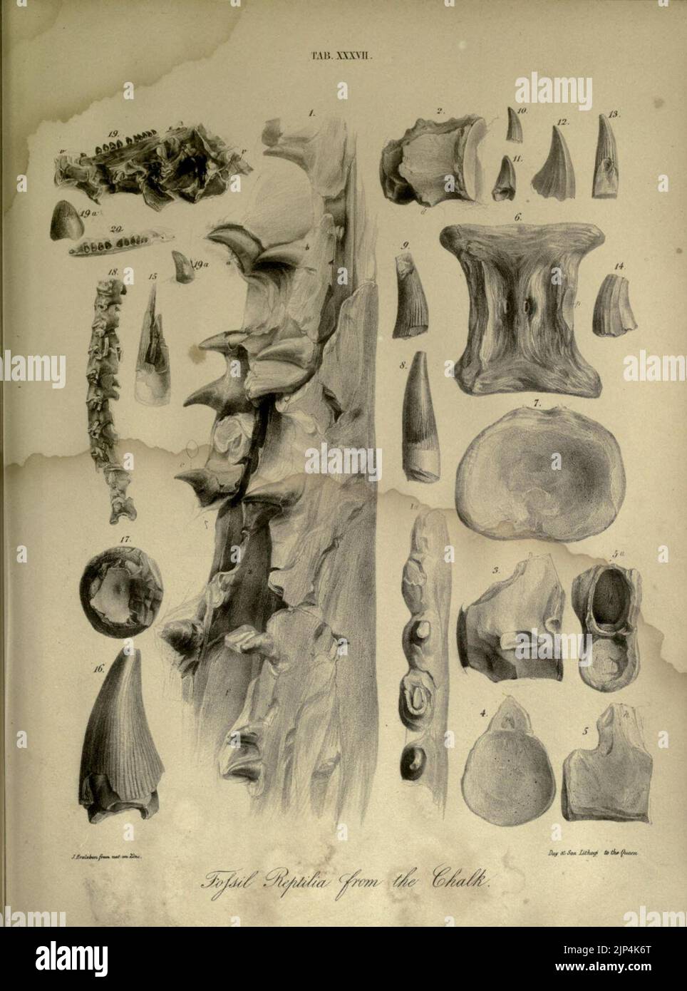 The geology and fossils of the Tertiary and Cretaceous formations of ...