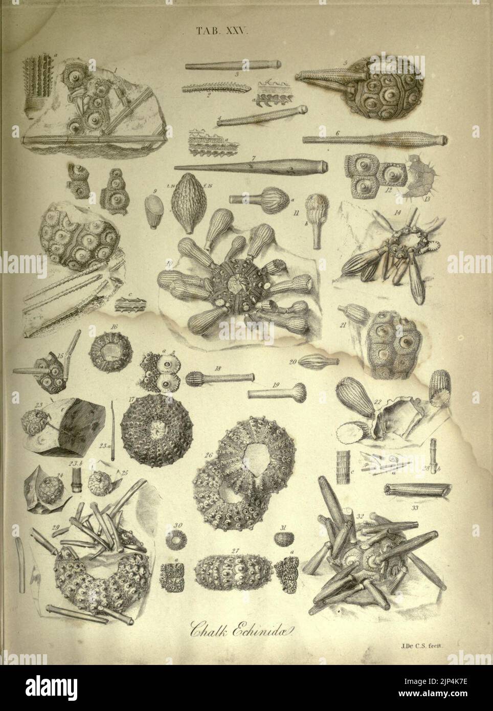 The geology and fossils of the Tertiary and Cretaceous formations of ...
