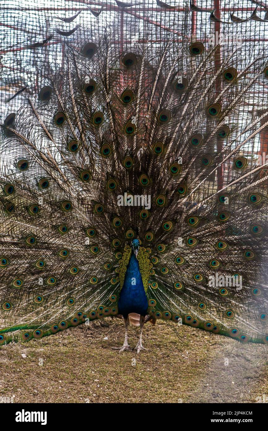 Beautiful vertical view of colorful peacock with open tail in zoo ...