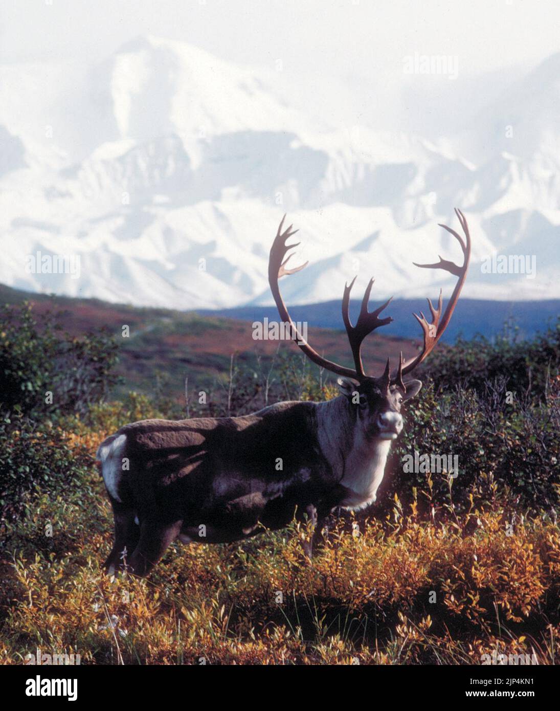 The George Parks Highway Scenic Byway - Caribou in Denali National Park ...