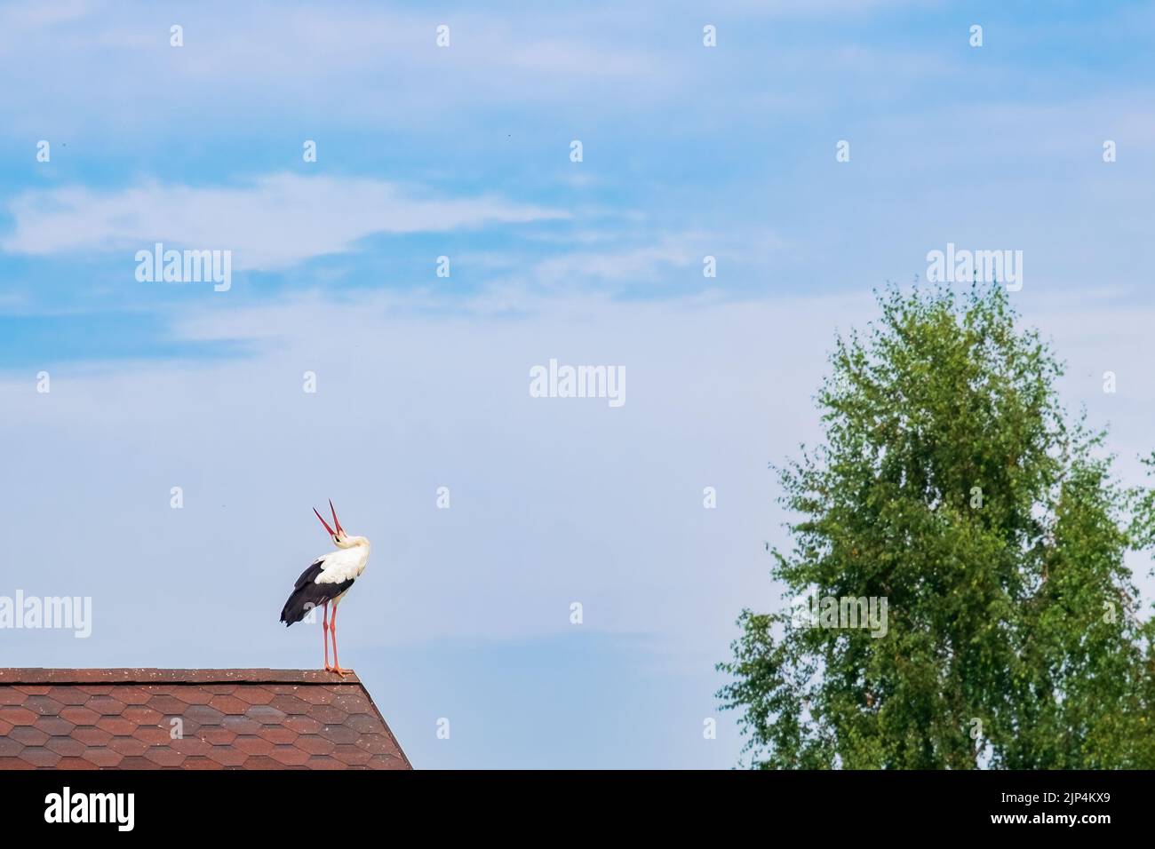Bubbling fly hi-res stock photography and images - Alamy