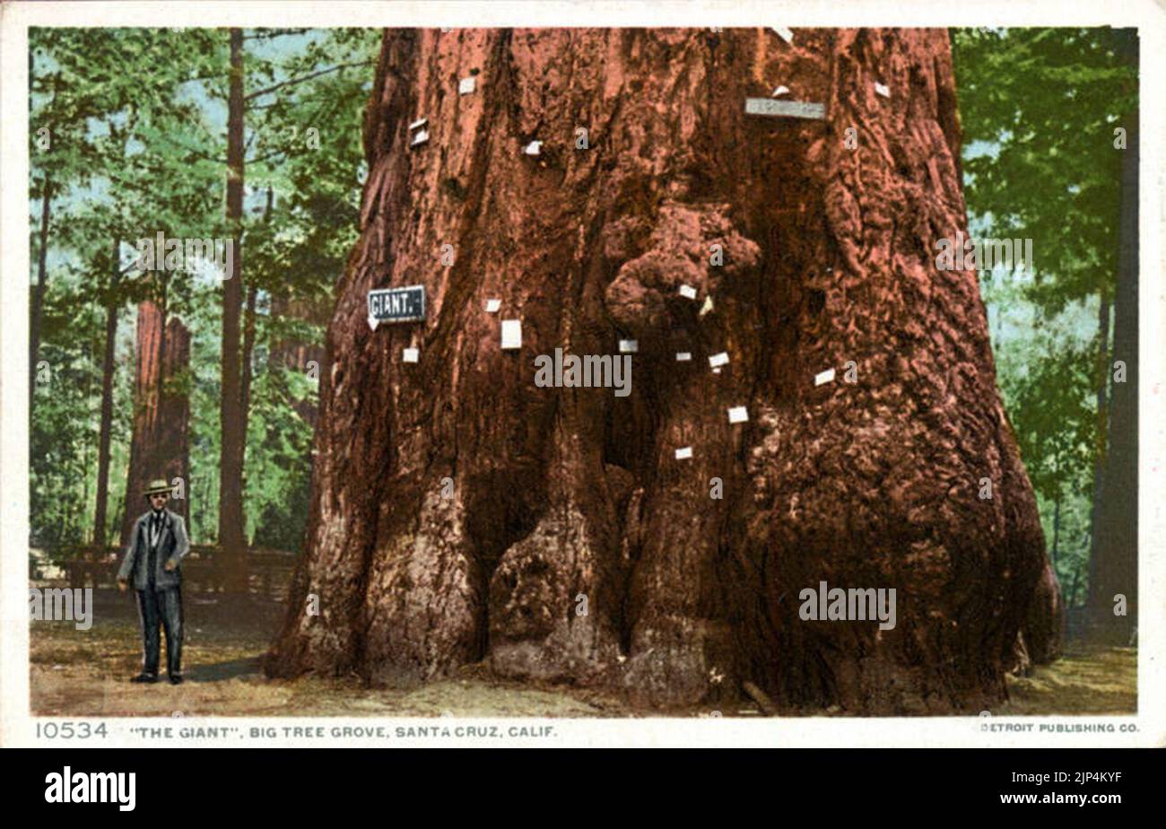 The Giant, Big Tree Grove Stock Photo - Alamy