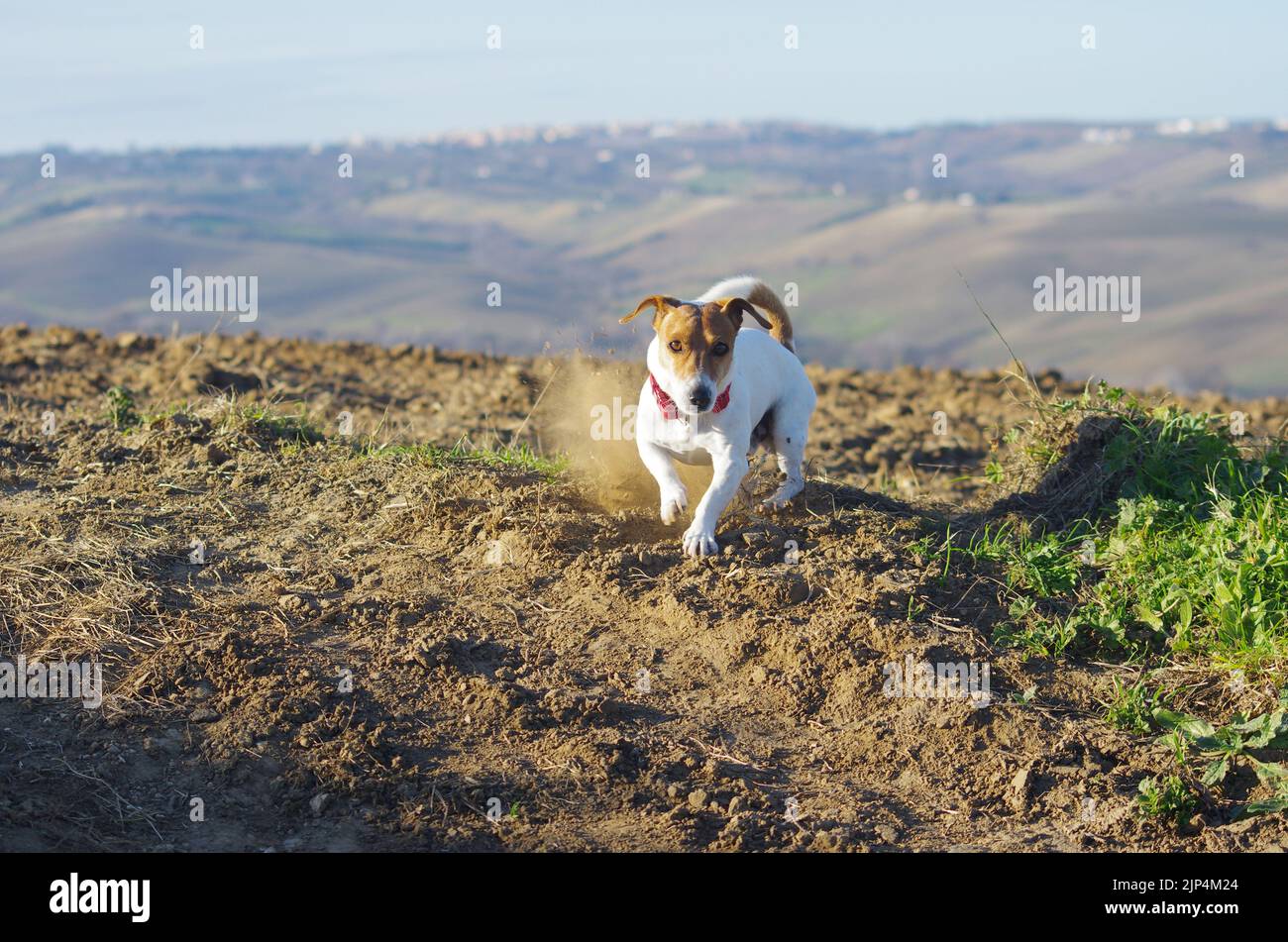A Jack Russell Terrier dog lifts the ground with its hind legs to mark ...