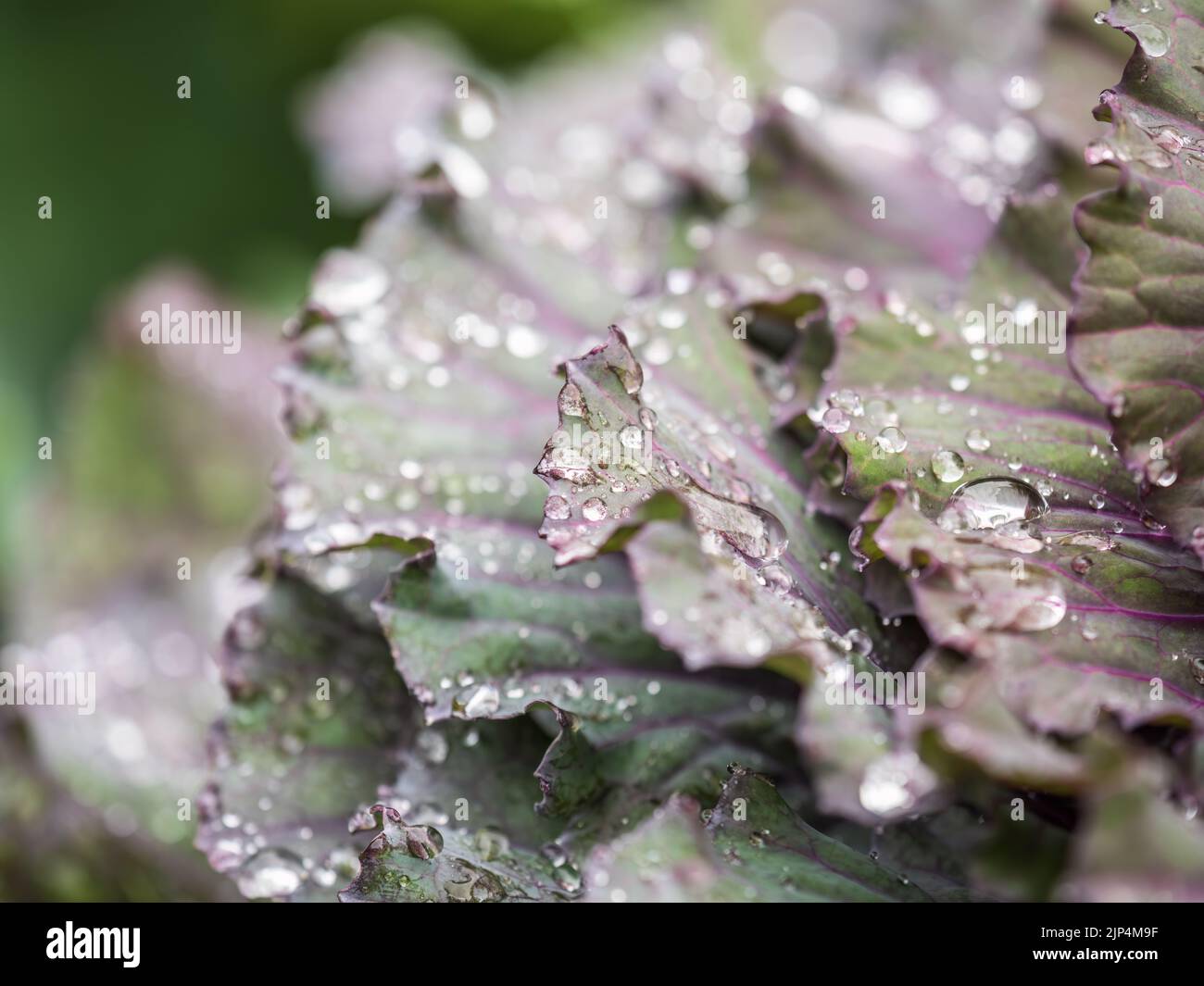 Close Up Of Endless Field With Green Leaves And Purple Veins Of Red Cabbage Plants With Water