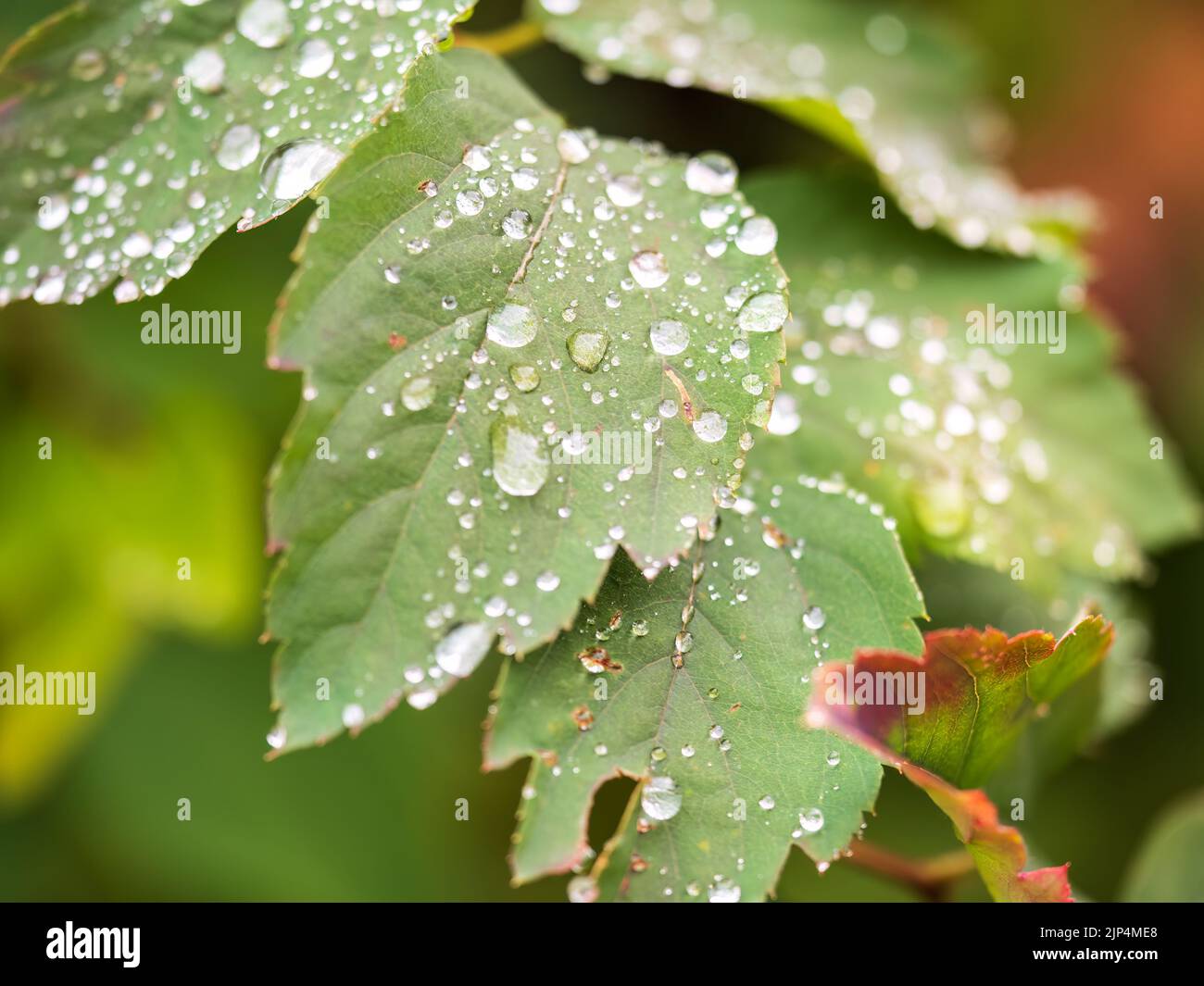 Autumn green and yellow leaves with water drops after rain. Natural ...