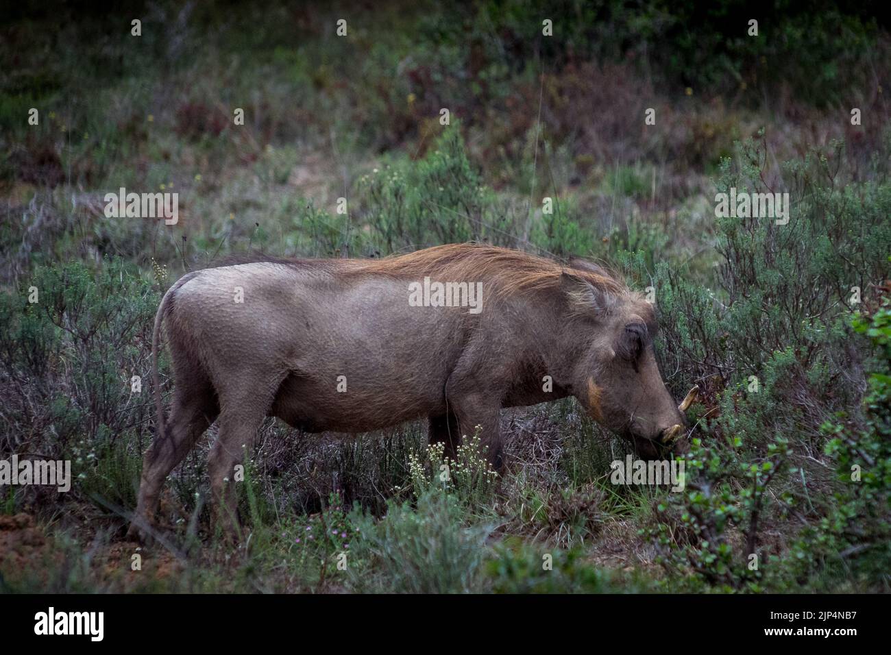 African common warthog hi-res stock photography and images - Alamy