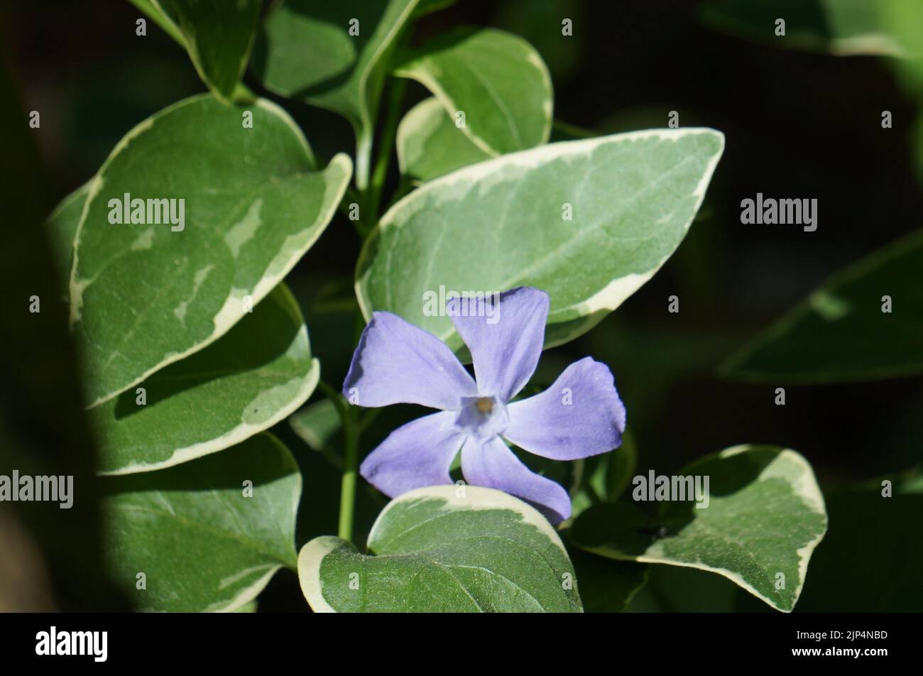 Periwinkle leaves and flower hi-res stock photography and images - Alamy