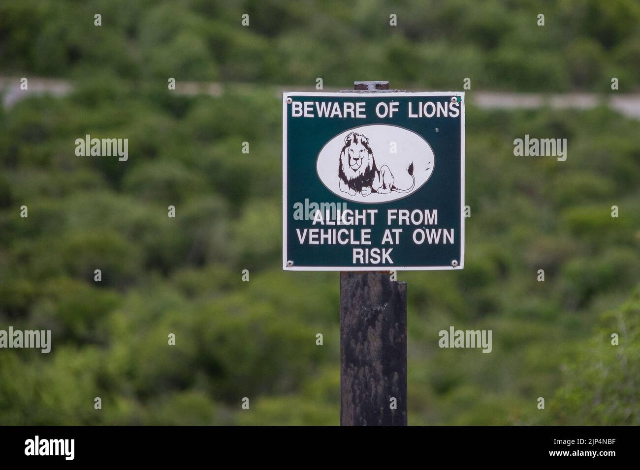 A sign in nature "beware of lions Stock Photo - Alamy