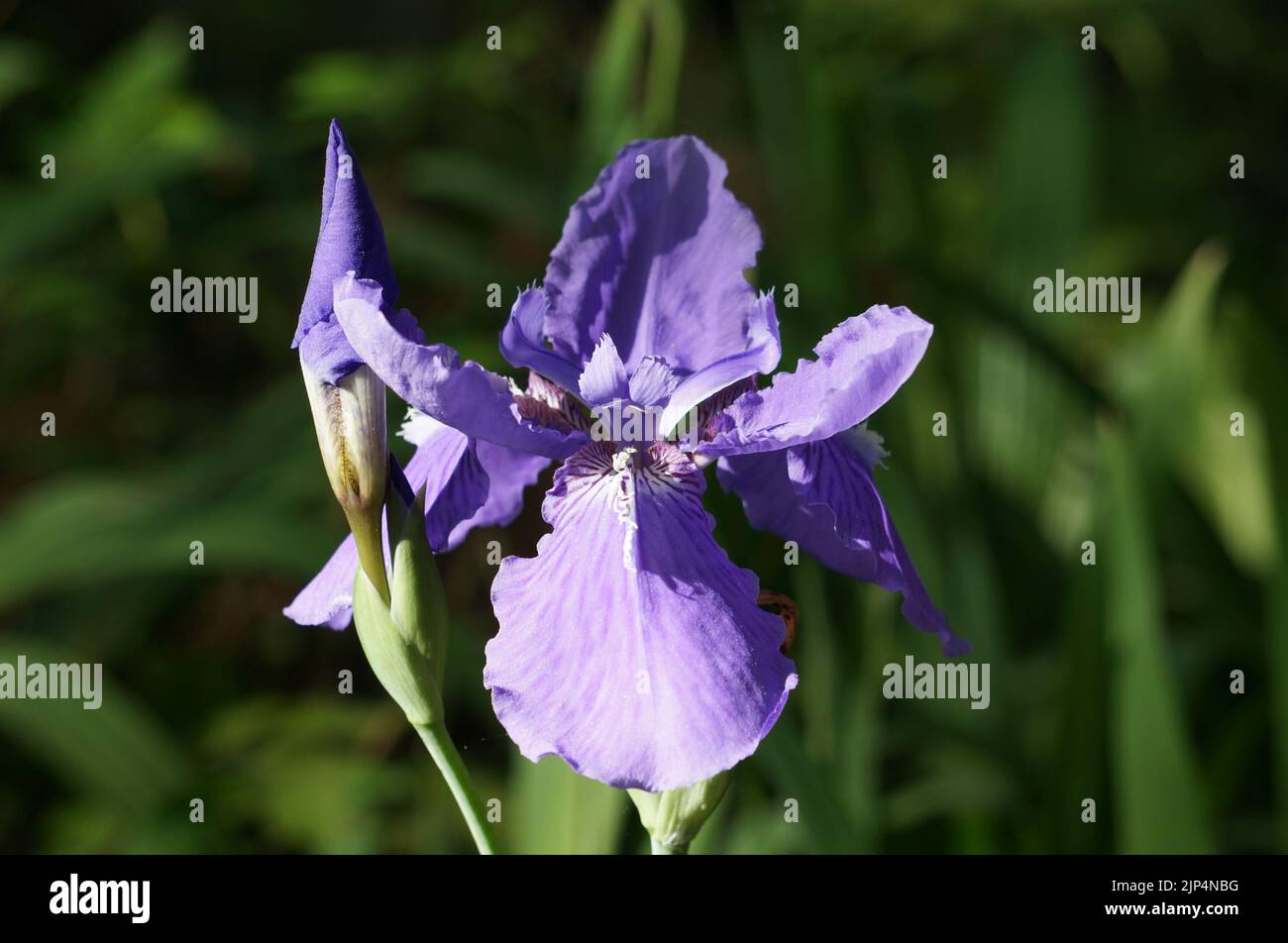 A closeup of a roof iris (Iris tectorum) growing outdoor Stock Photo - Alamy