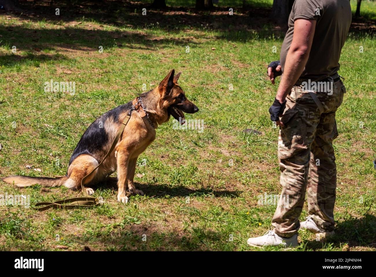 German Shepherd attacking dog handler during aggression training. High ...