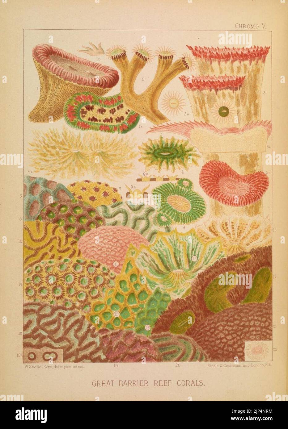 The Great Barrier Reef of Australia Stock Photo - Alamy