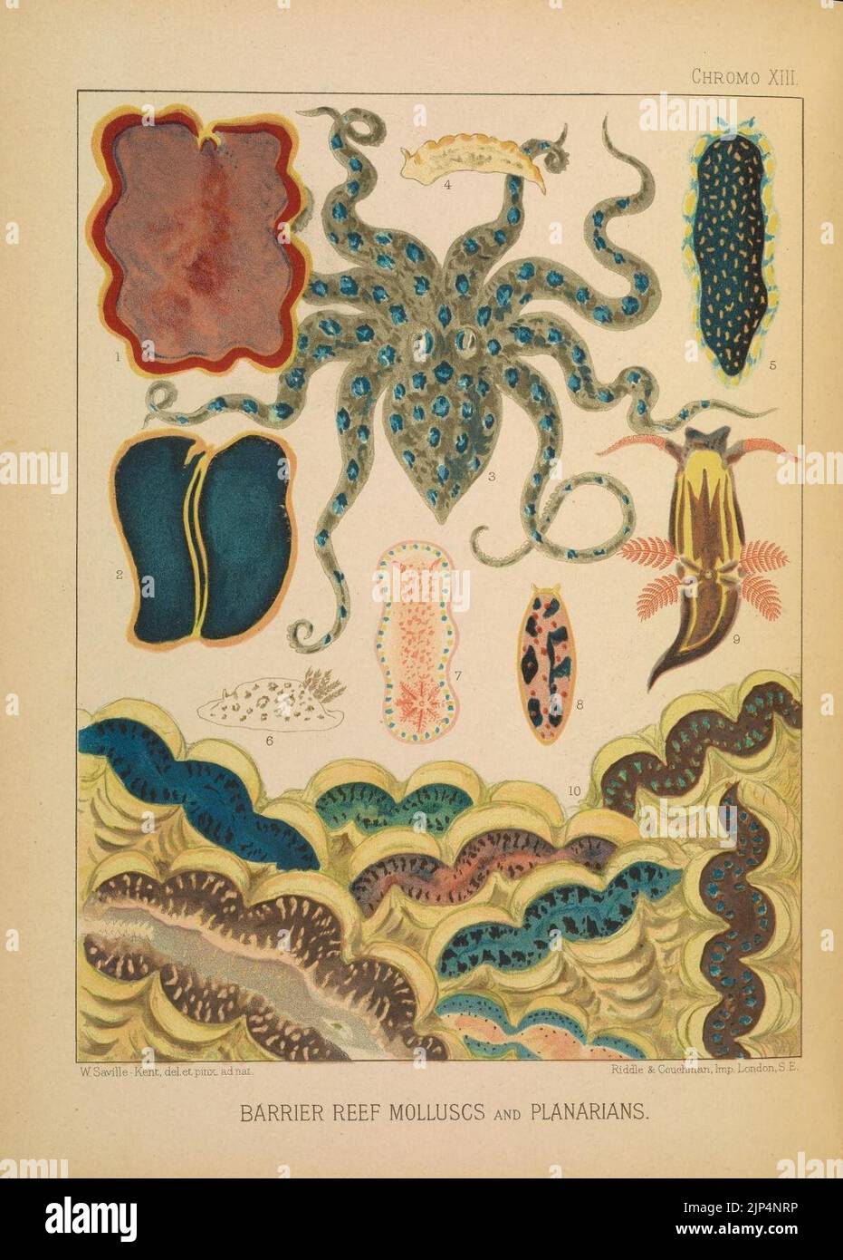 The Great Barrier Reef of Australia Stock Photo - Alamy