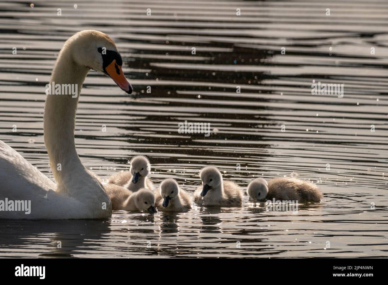 Beautiful mute swan family hi-res stock photography and images - Alamy