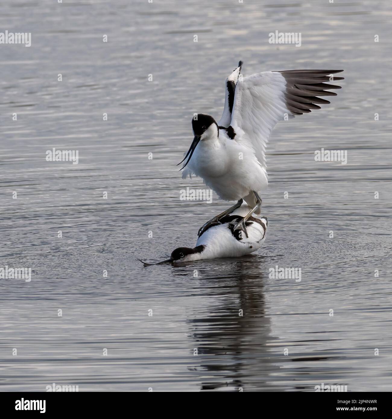 Pied Avocet (Recurvirostra avosetta), Mating in a Lake Stock Photo - Alamy