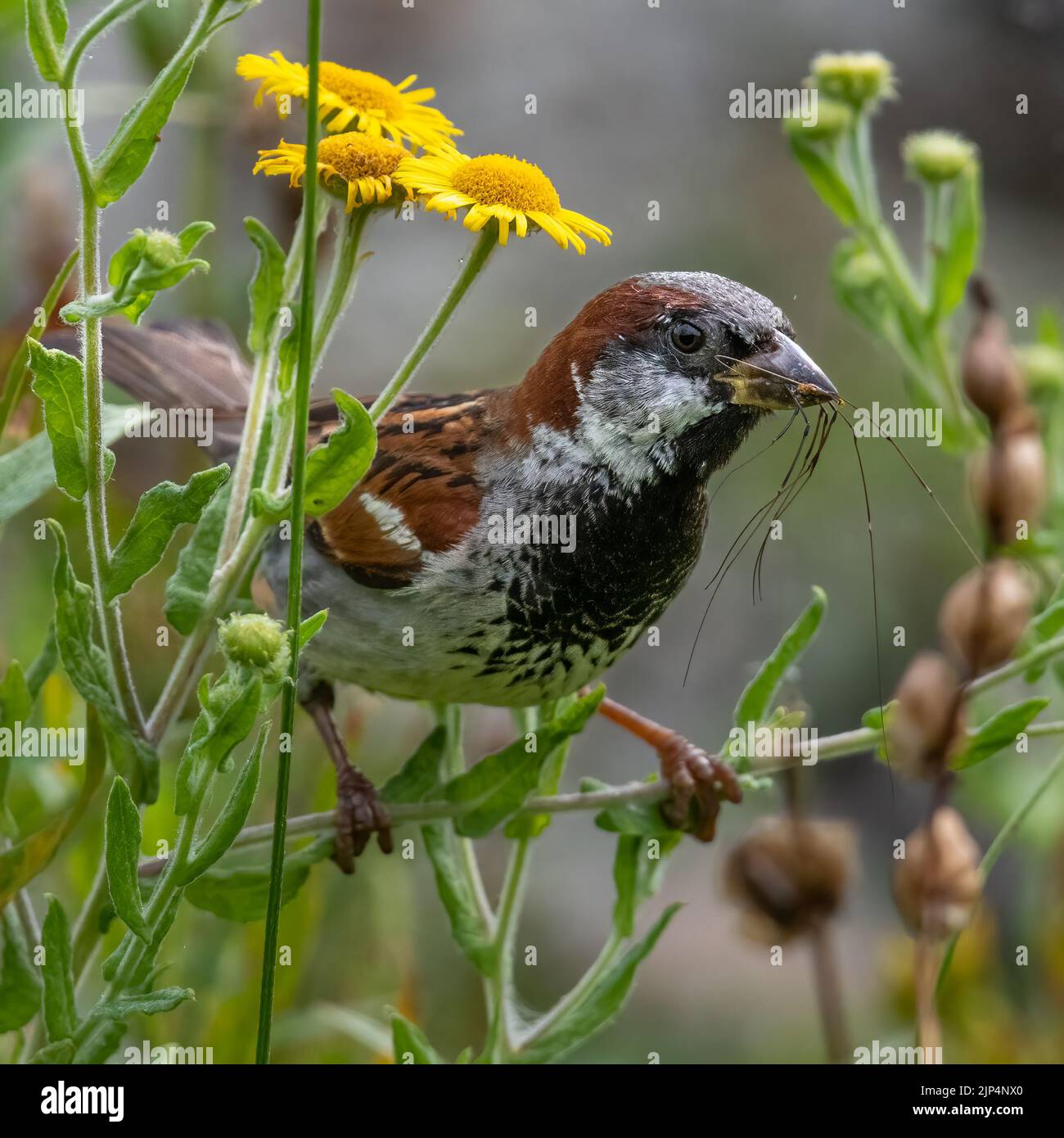 Passer sparrow feather hi-res stock photography and images - Alamy