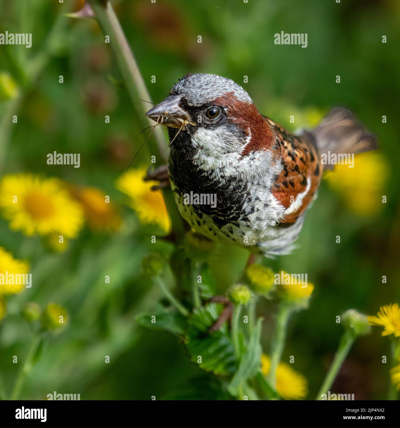 House sparrow male grey hi-res stock photography and images - Alamy