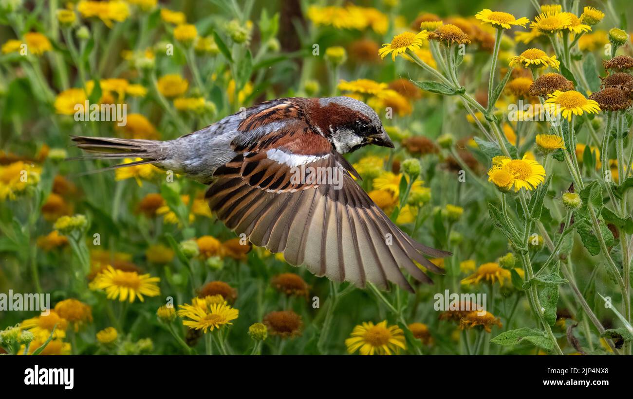 Songbird flying house hi-res stock photography and images - Alamy