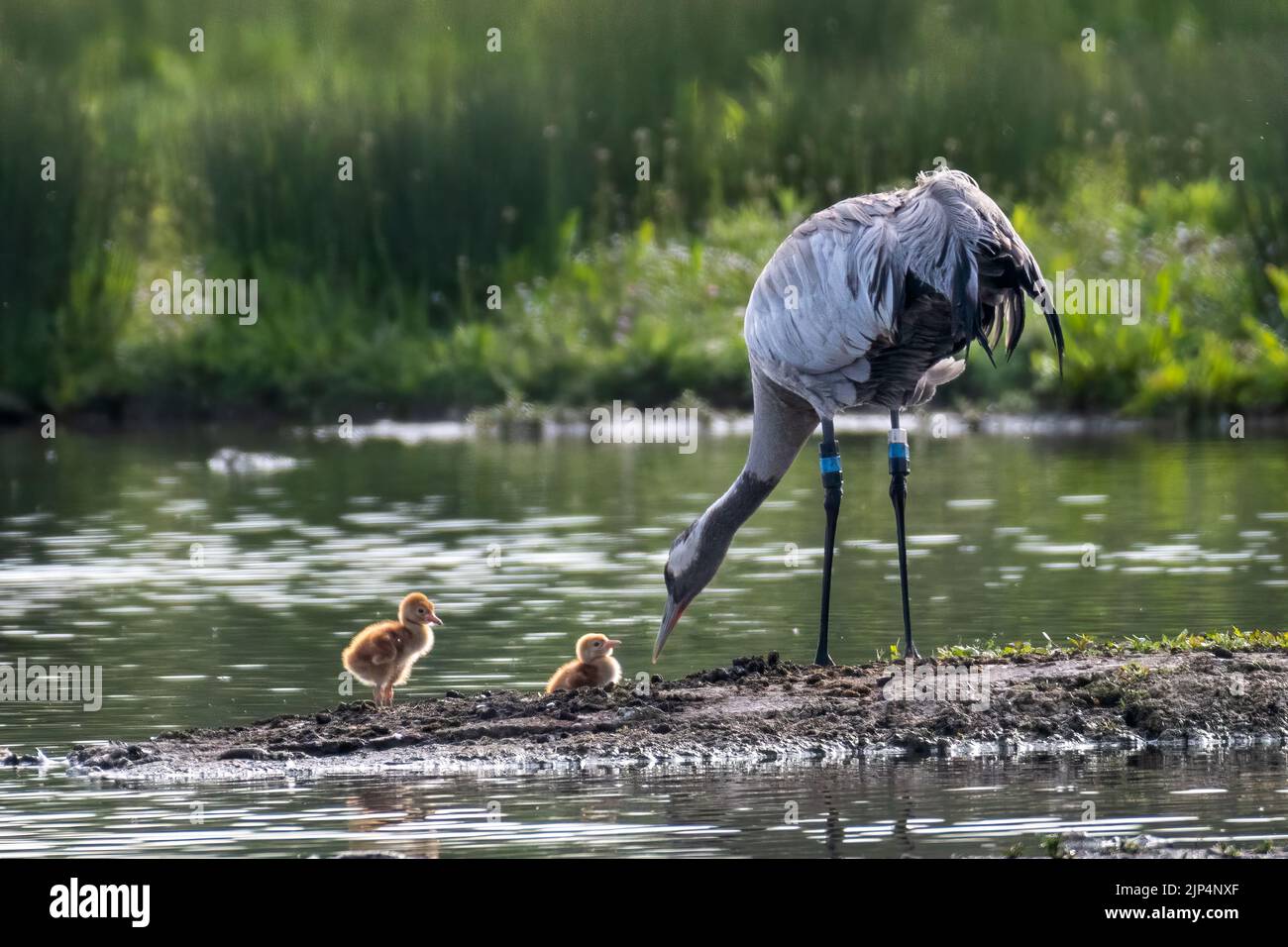 Common Eurasian Crane (Grus grus) with Chicks Stock Photo - Alamy