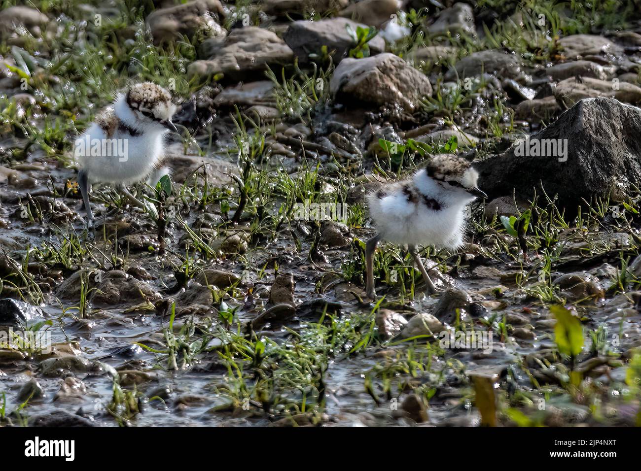 Little Ringed Plover (Charadrius dubius) Chicks Stock Photo - Alamy