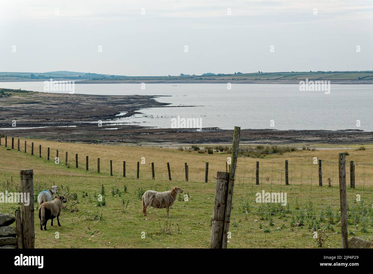 Low water levels at Colliford Lake in Cornwall, August 2022 Stock Photo ...