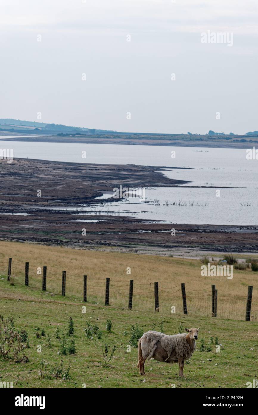 Low water levels at Colliford Lake in Cornwall, August 2022 Stock Photo ...
